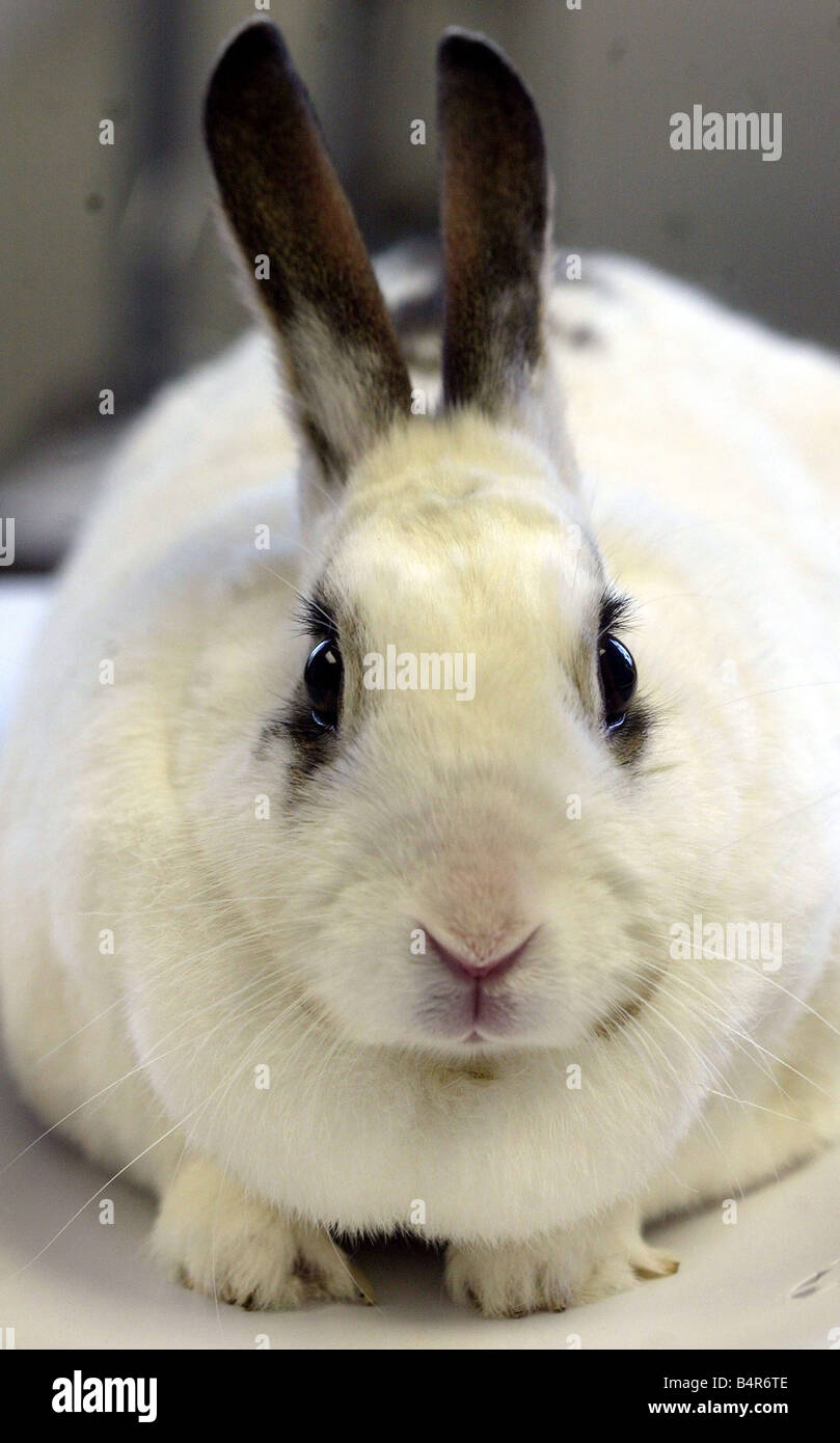 Lucy the overweight rabbit Stock Photo - Alamy
