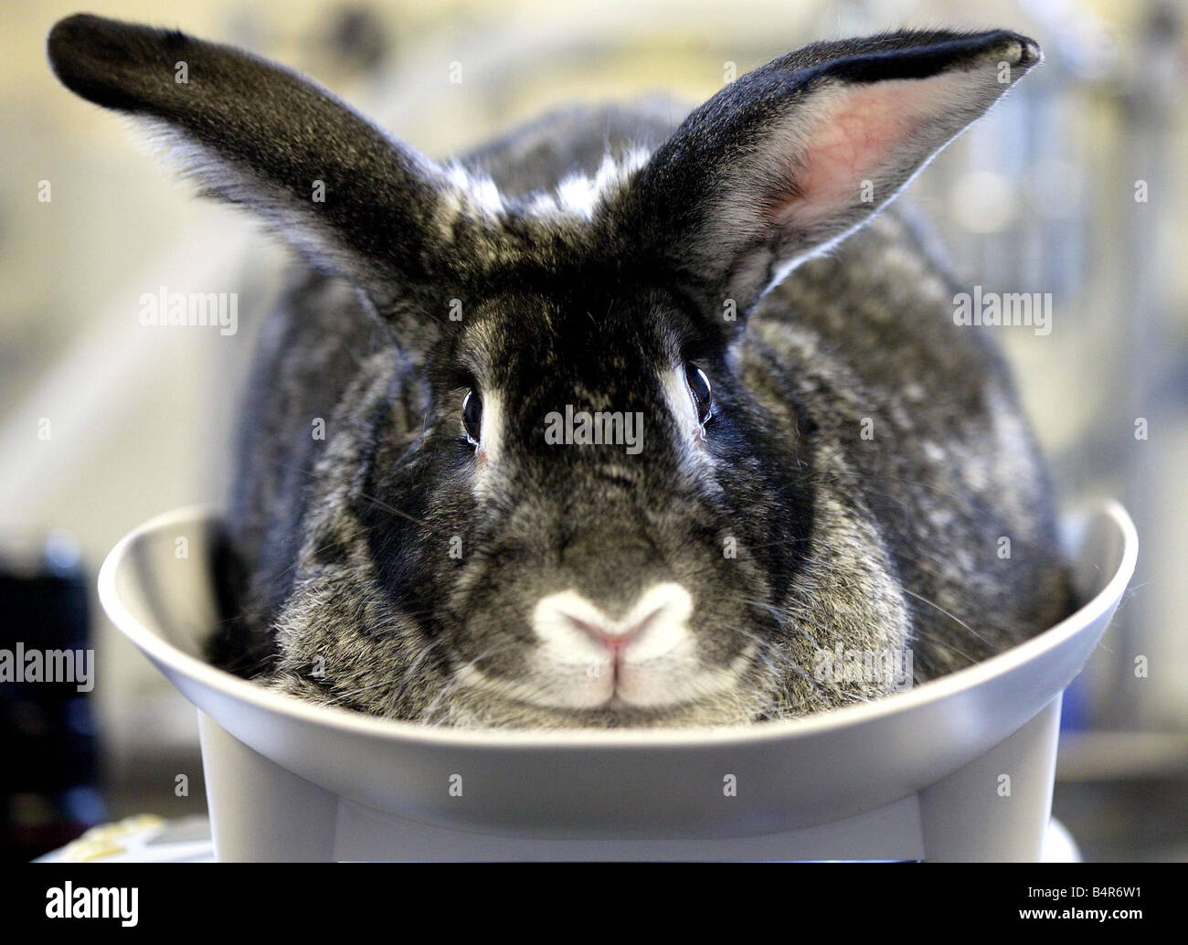 Brian the overweight rabbit on the scales Stock Photo - Alamy