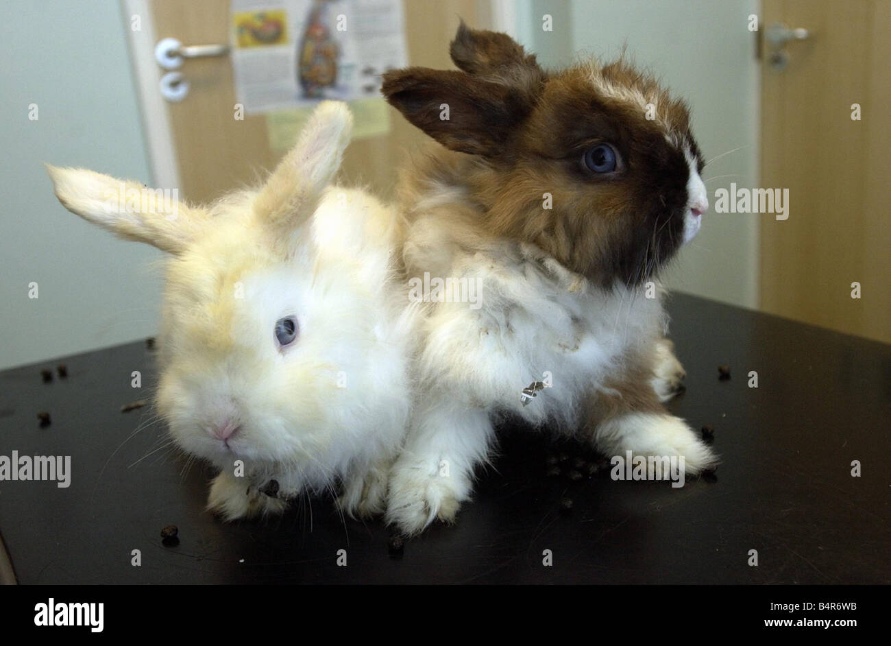 Two angora rabbits Stock Photo - Alamy
