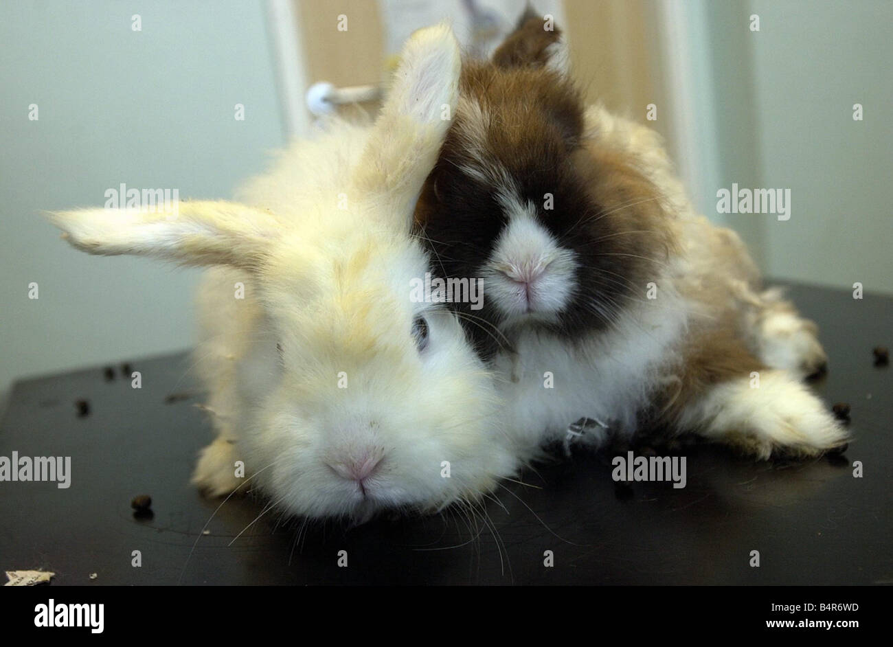 Two angora rabbits Stock Photo - Alamy