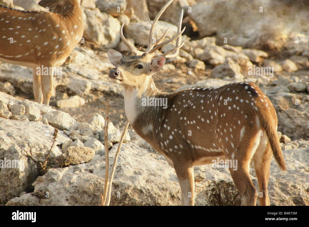 A male deer guards his territory. a female deer (partly out of the ...