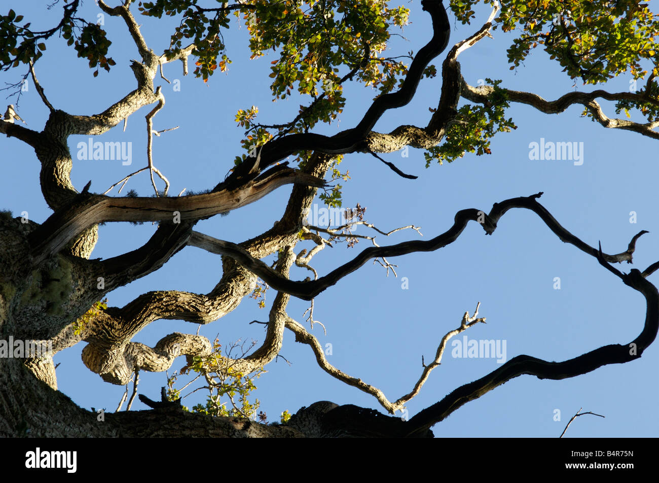 The twisting branches of a tree in the New Forest, Hampshire Stock ...