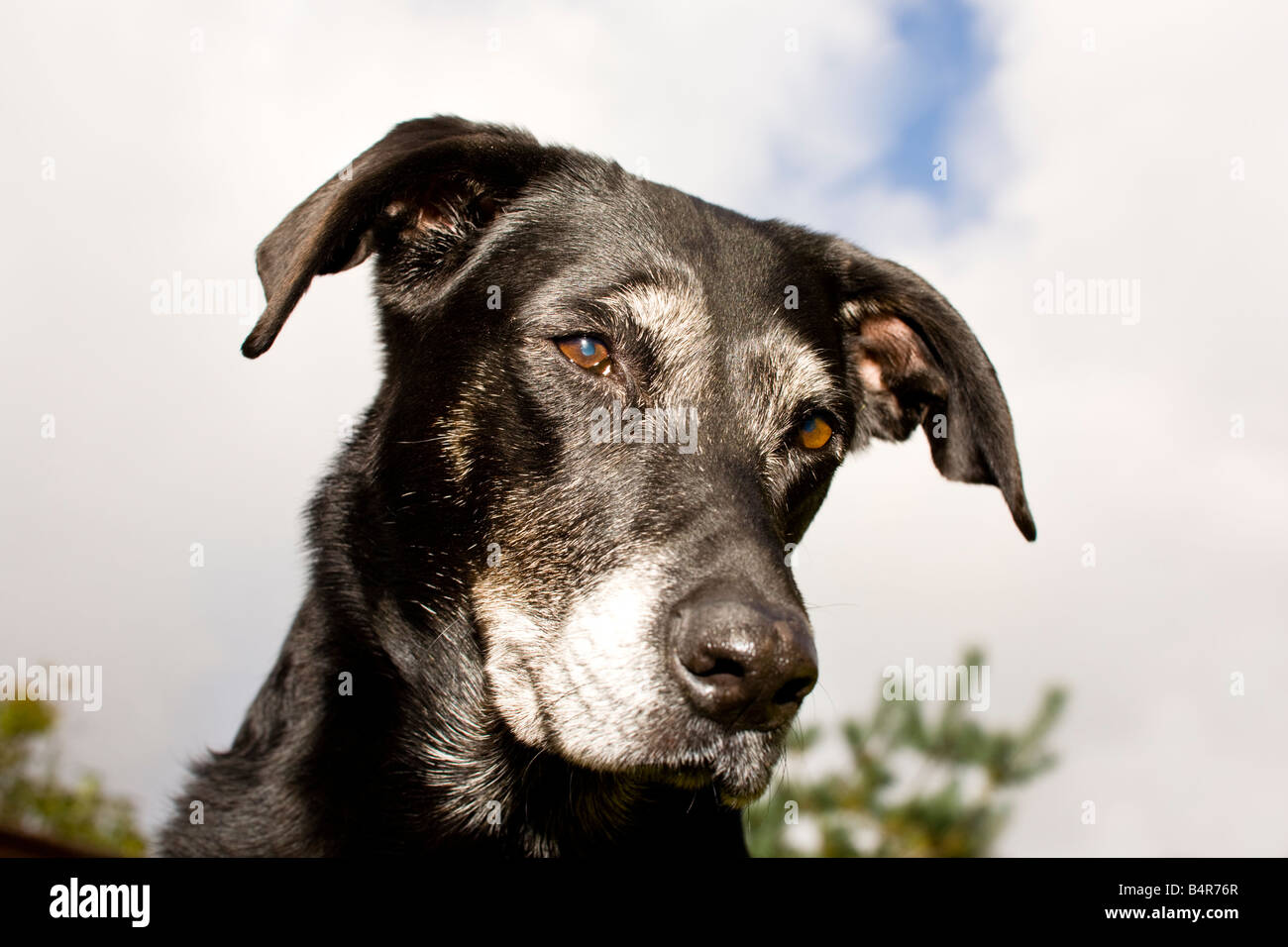 Black lab head shot hi-res stock photography and images - Alamy
