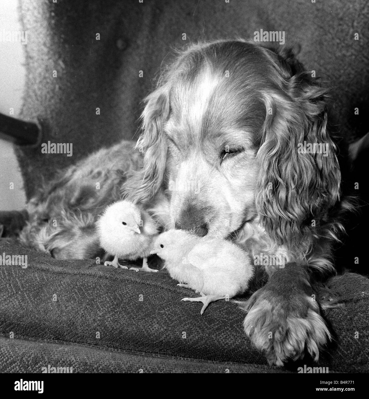 Ten year old spaniel Trudy sitting down with a brood of chicks playing ...