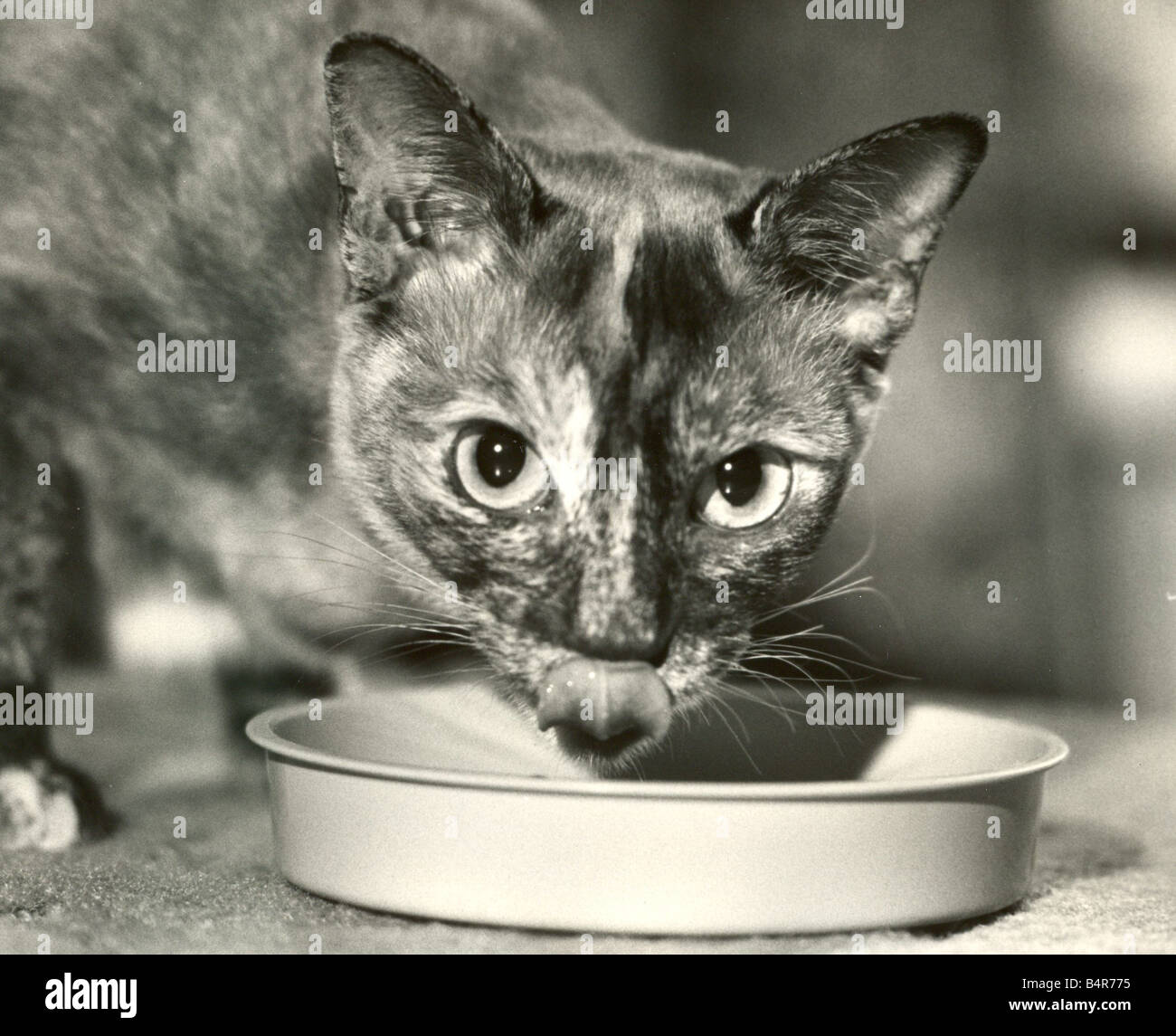 Jasmine the Burmese cat enjoys his food Stock Photo - Alamy