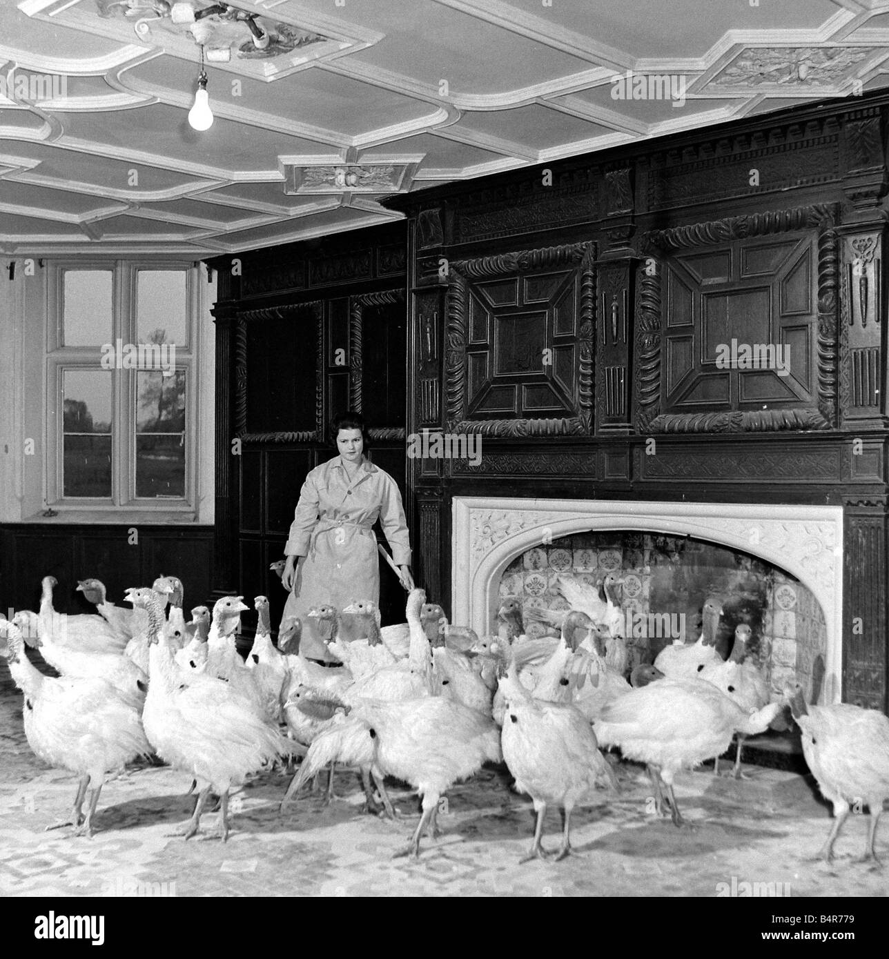 A group of turkeys inside the vacant front room of a mansion at a ...