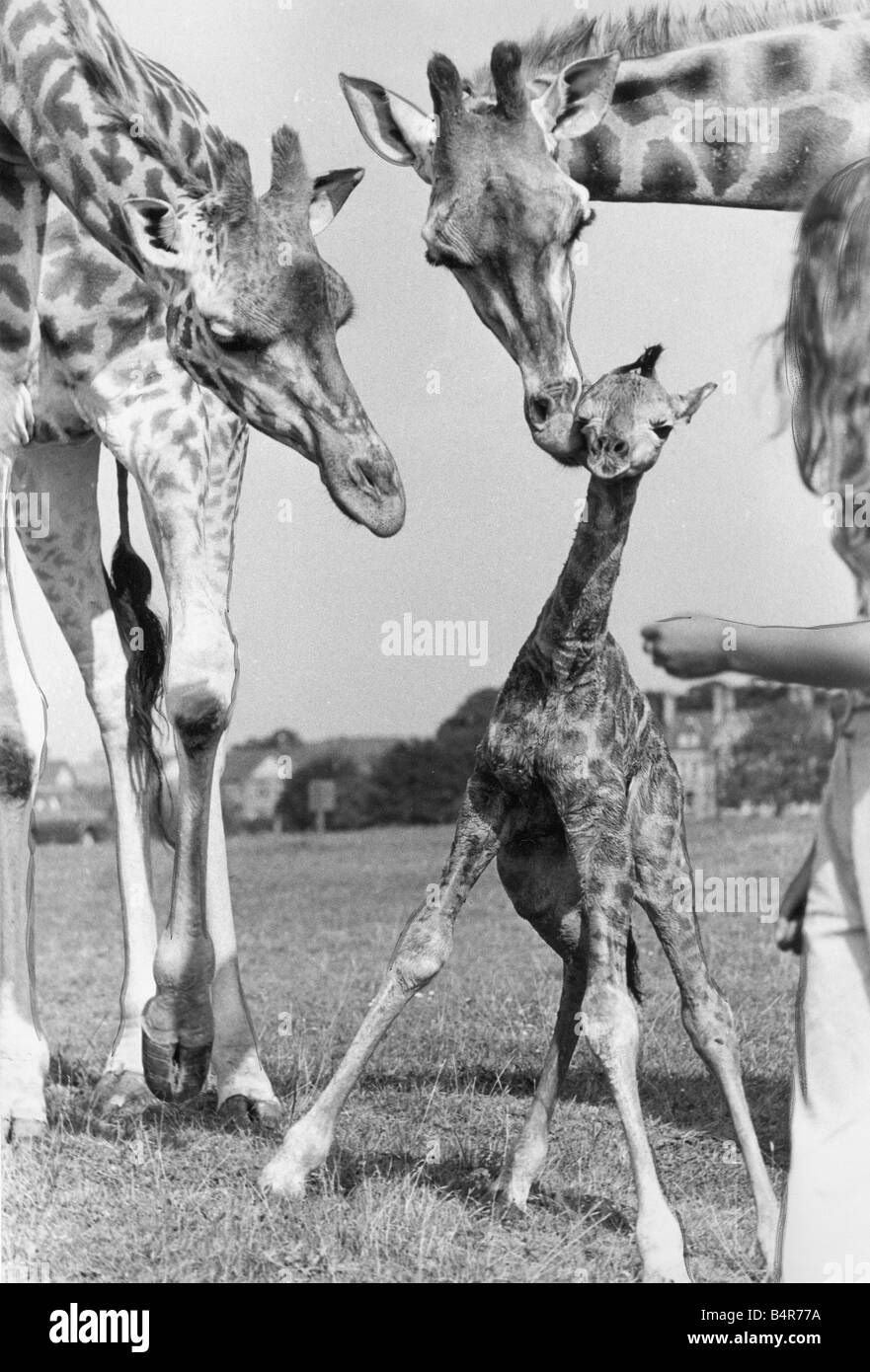 A new baby giraffe stand after only 45 minutes of being born at Lambton ...