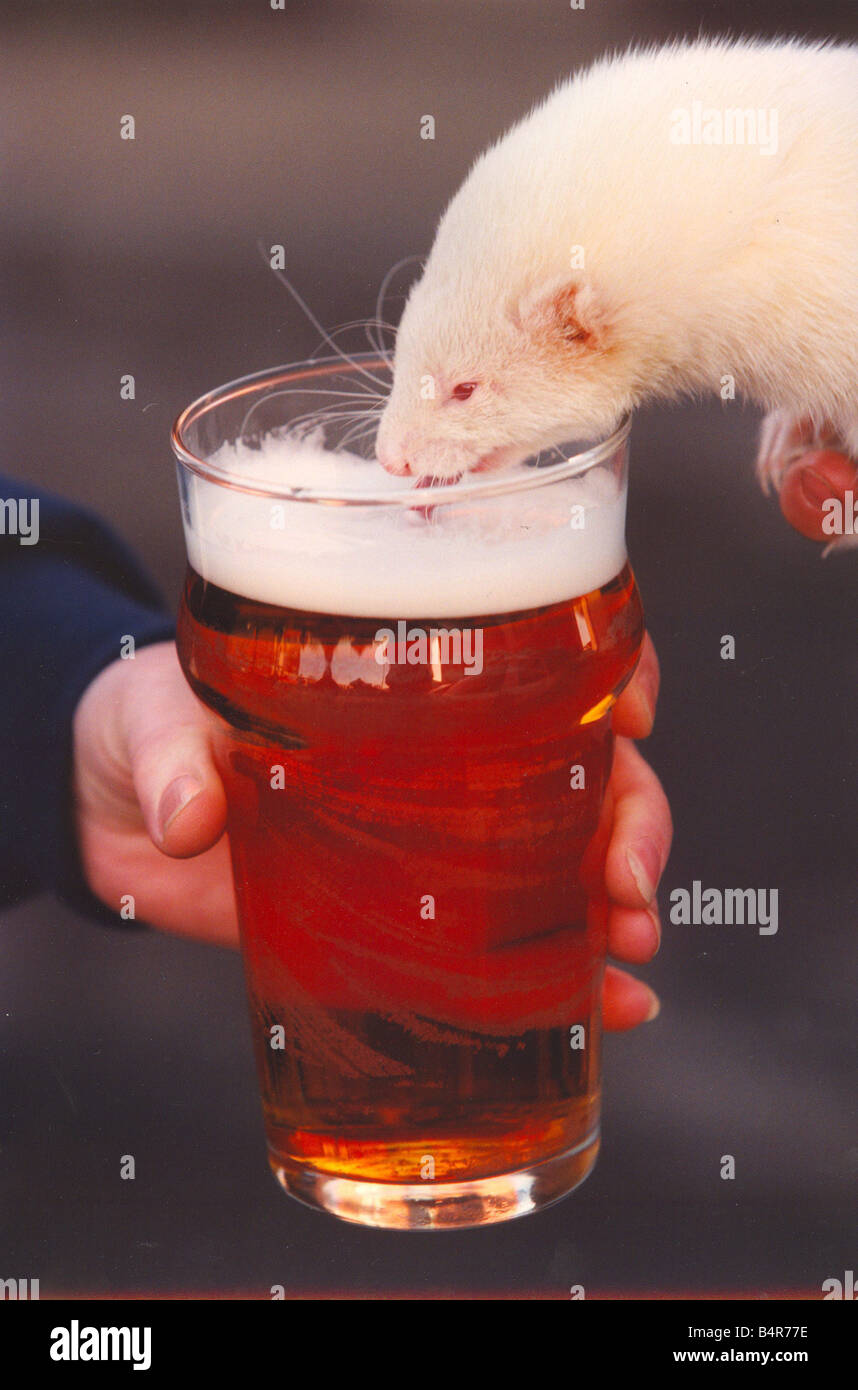 Scampi the ferret enjoys a pint of beer Stock Photo - Alamy