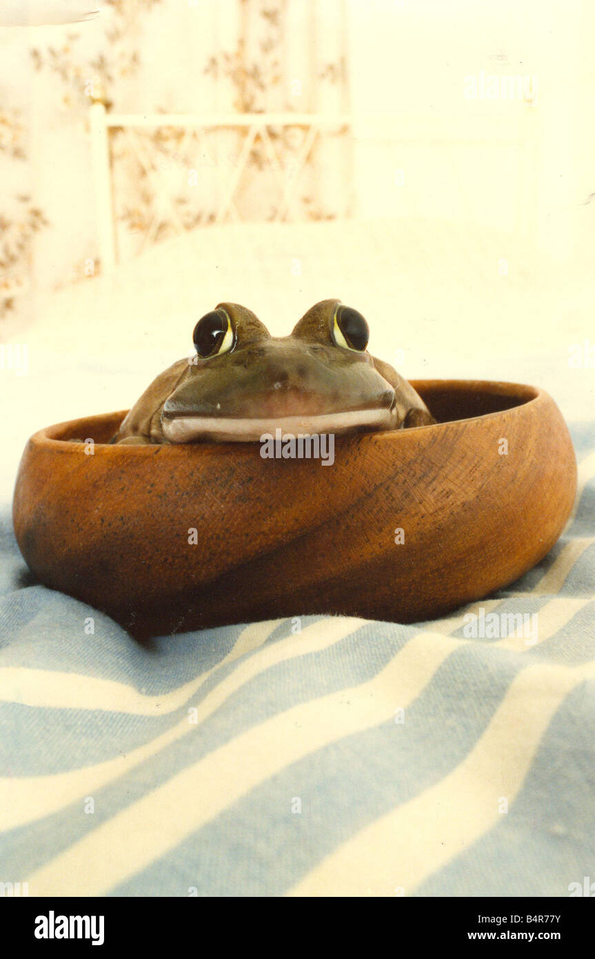 A toad in the bowl Stock Photo - Alamy