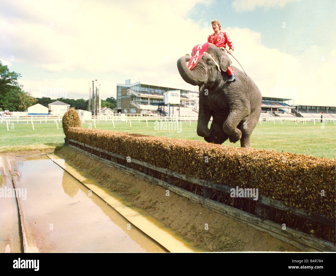 Rani the elephant at Gosforth Racecourse Stock Photo - Alamy