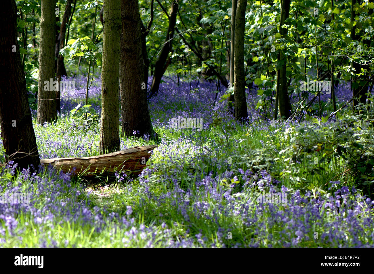 A tree stump across a path through bluebells Stock Photo - Alamy