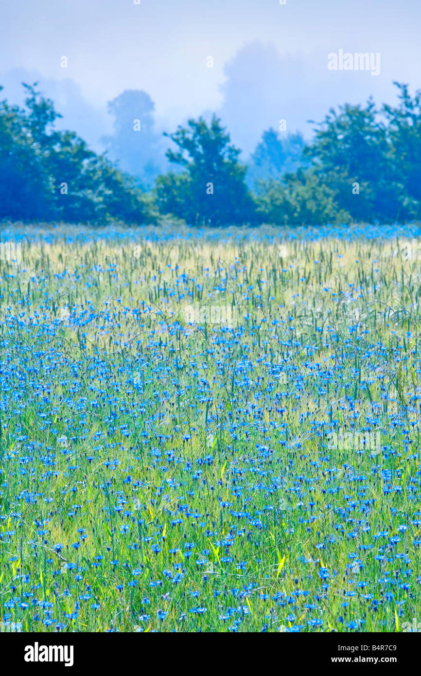 FIELD OF WILD FLOWERS IN MISTY LANDSCAPE Stock Photo - Alamy