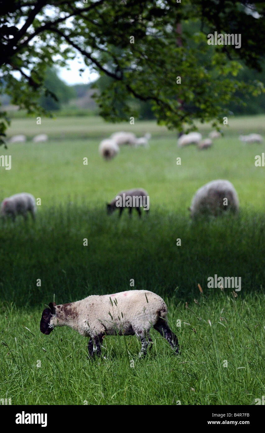 A picture of general stock FARM SCENES Farming fields countryside sheep ...