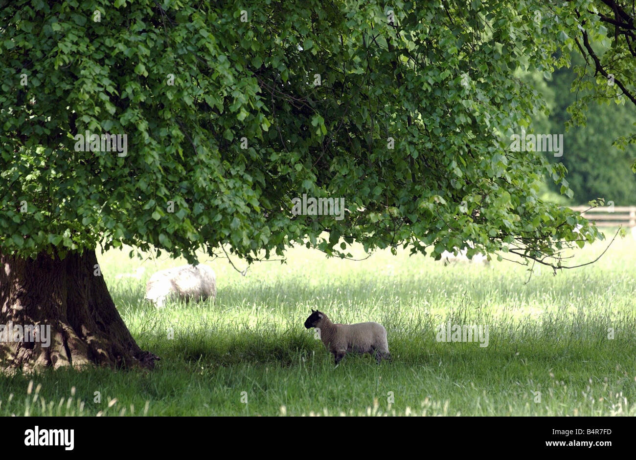 A picture of general stock FARM SCENES Farming fields countryside sheep ...