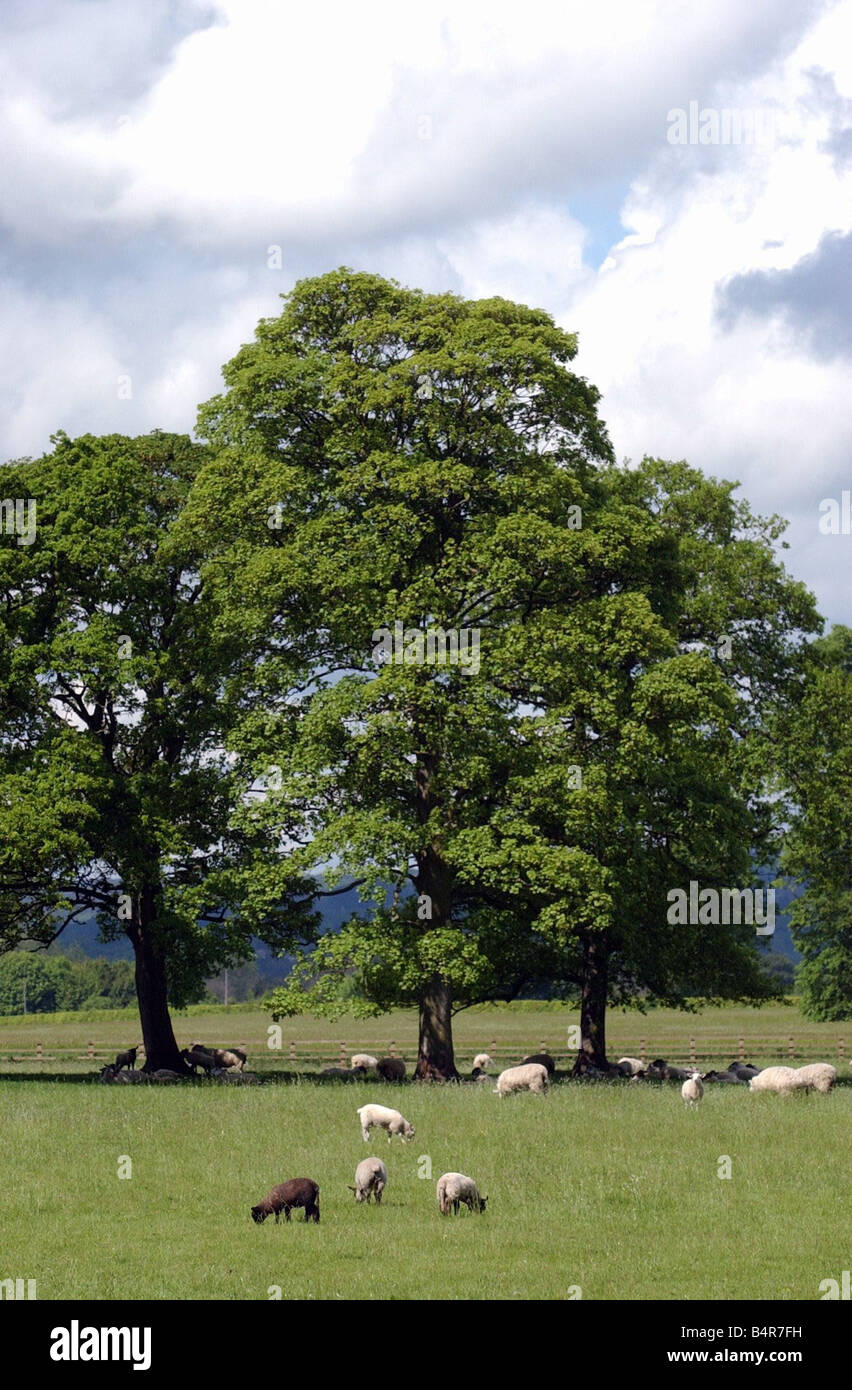 A picture of general stock FARM SCENES Farming fields countryside sheep ...