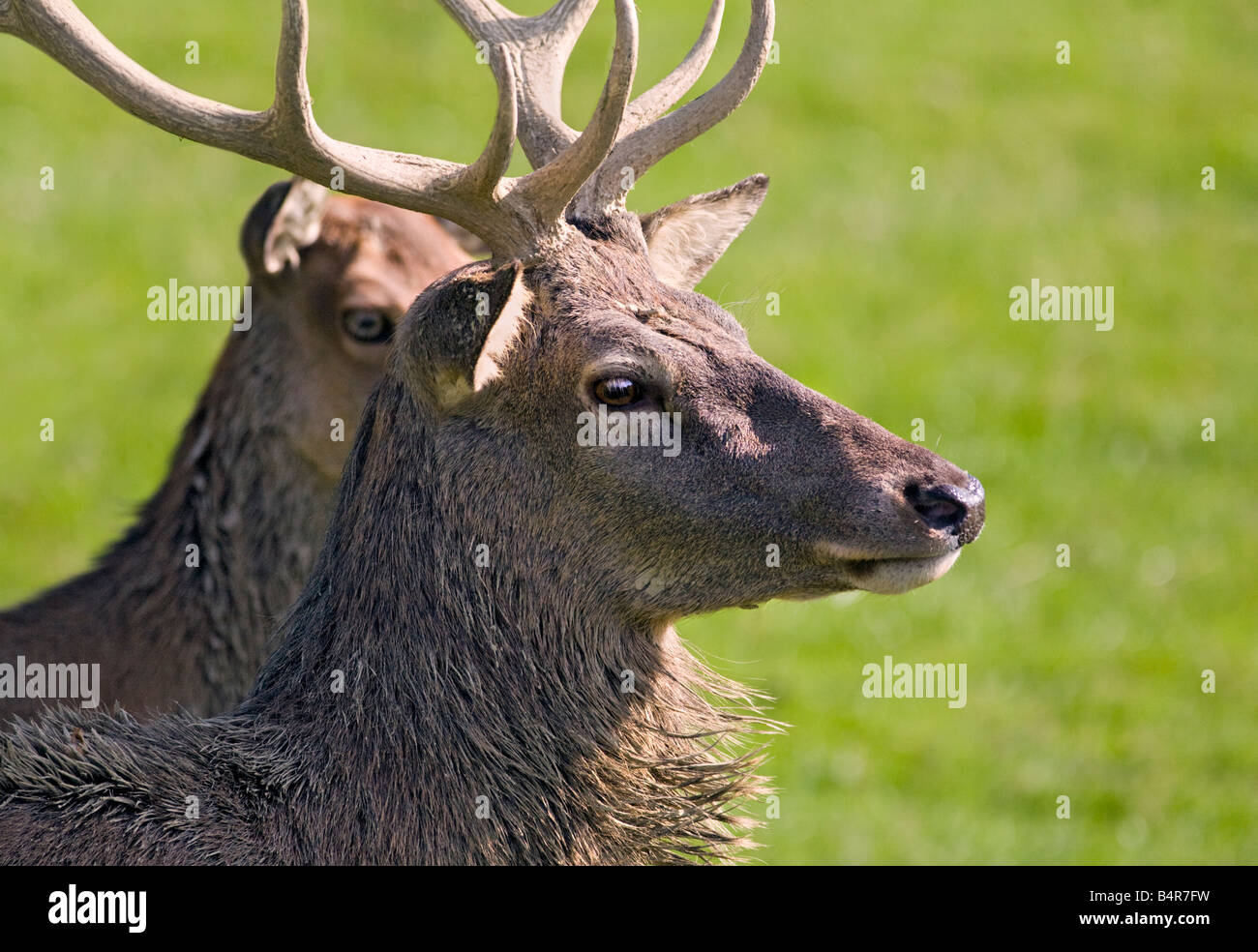 Red Deer (Cervus elaphus) Stag and Doe portrait, UK Stock Photo - Alamy