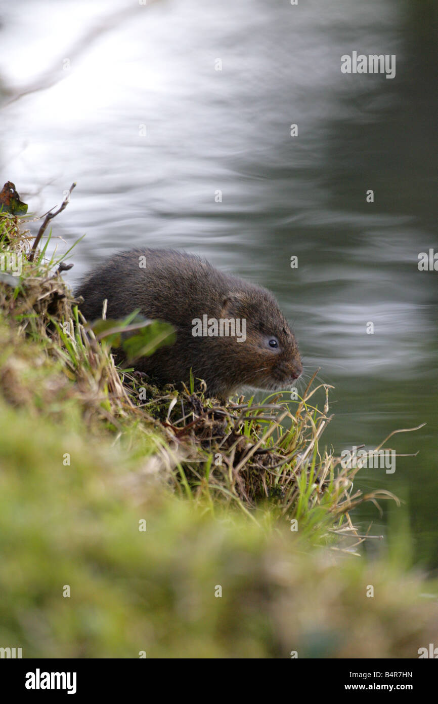 Adult water vole hi-res stock photography and images - Alamy