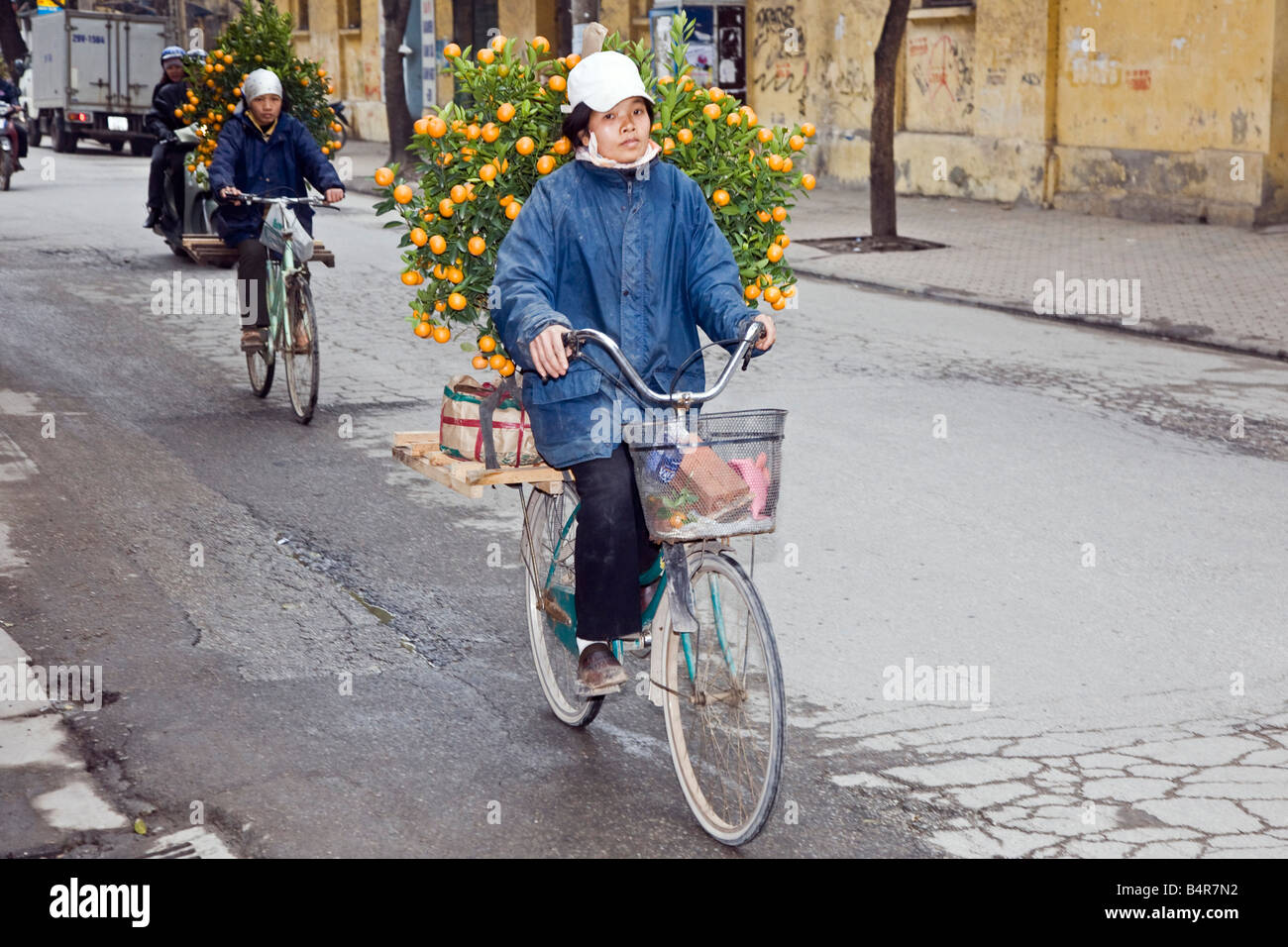 Vietnam tet tree hi-res stock photography and images - Alamy