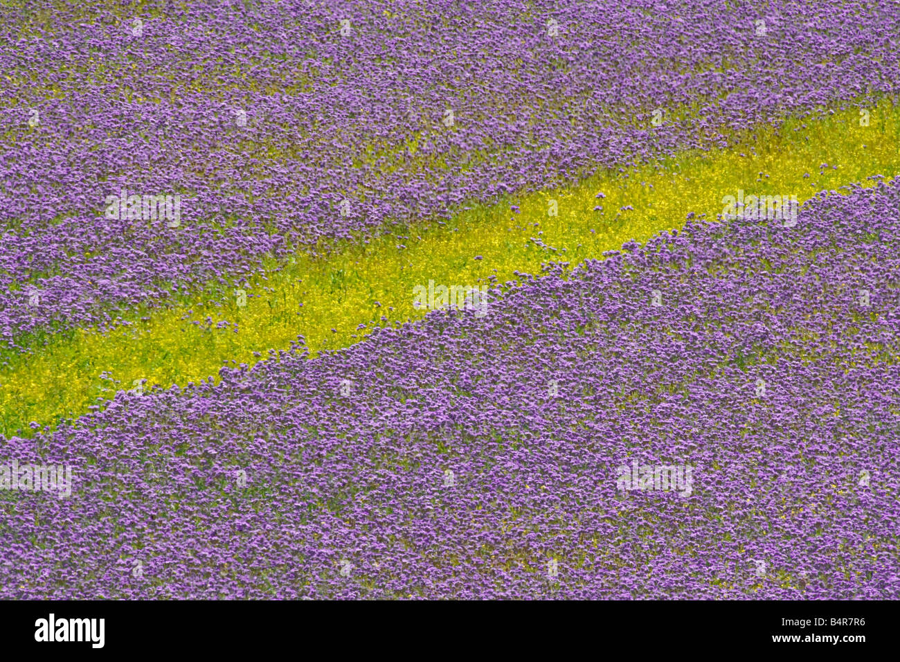 Phacelia plant hi-res stock photography and images - Alamy