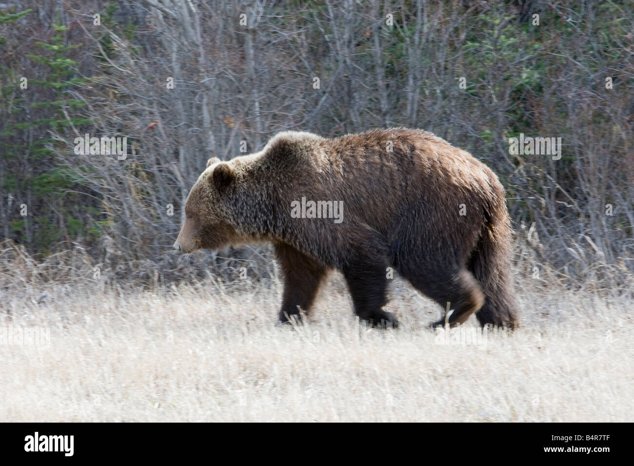 A grizzly bear in Banff National Park in Alberta Canada Stock Photo - Alamy