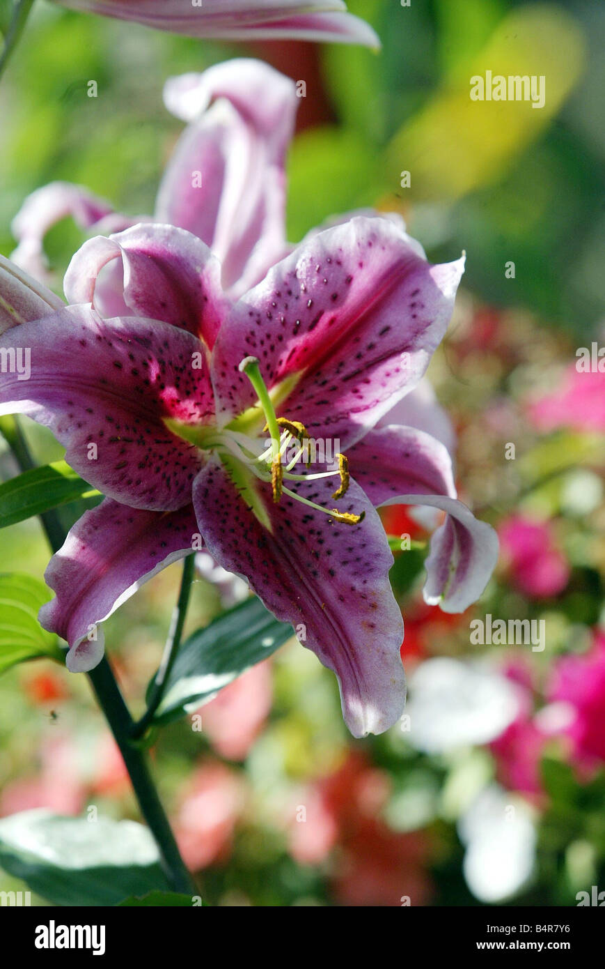 Colourful flowers Lilies Stock Photo - Alamy