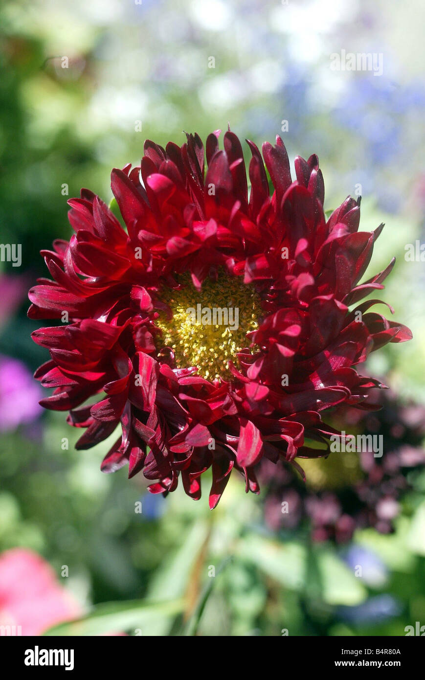 Dhalia Flowers High Resolution Stock Photography and Images - Alamy