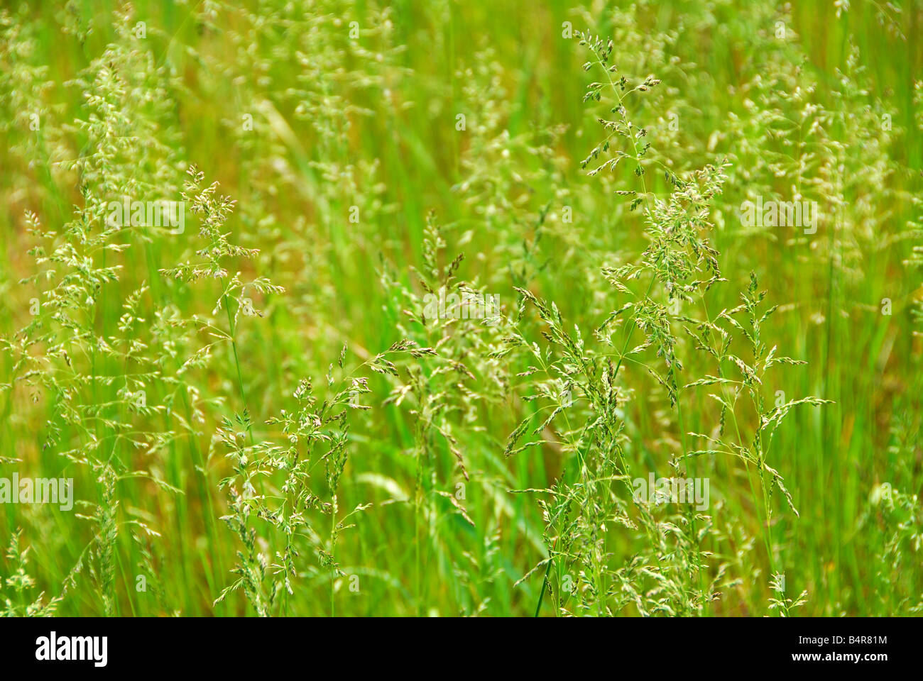 Background of tall green grass growing in a meadow Stock Photo - Alamy