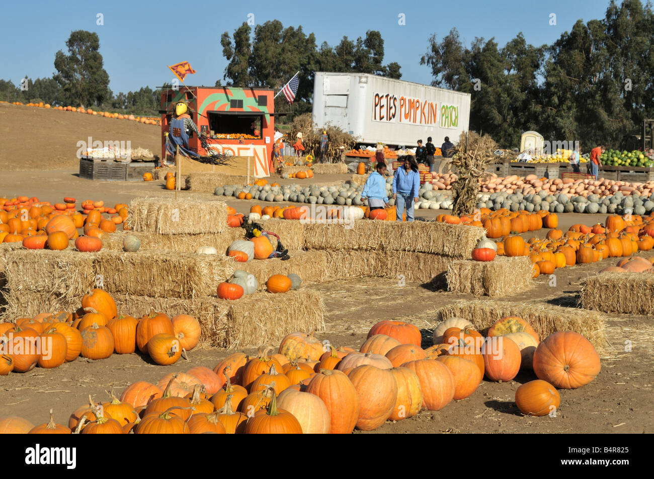 A wonderful array of colors and styles of pumpkins Stock Photo - Alamy