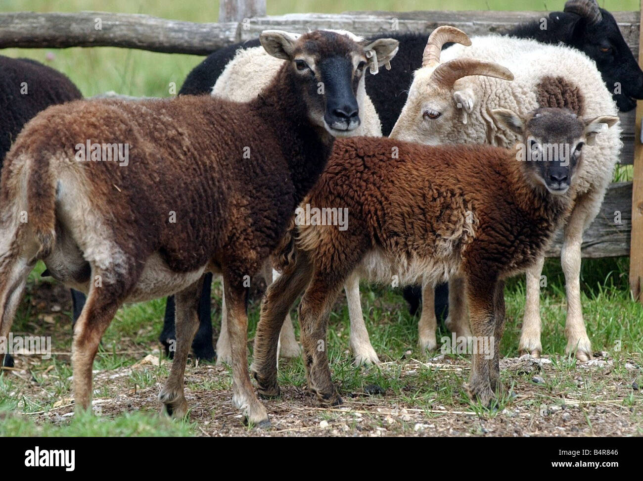 Rescued sheep rehomed at Bedesworld Jarrow Stock Photo - Alamy