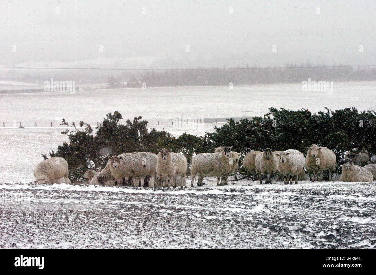 Winter weather snow scenes March 2006 Sheep at Waldridge Fell in the ...