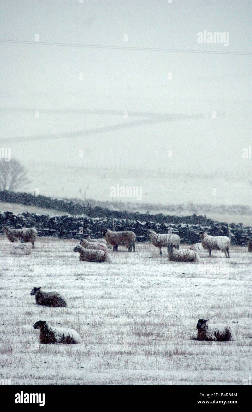 Winter Weather Snow Blizzards January 2004 A69 near Wolsingham sheep ...