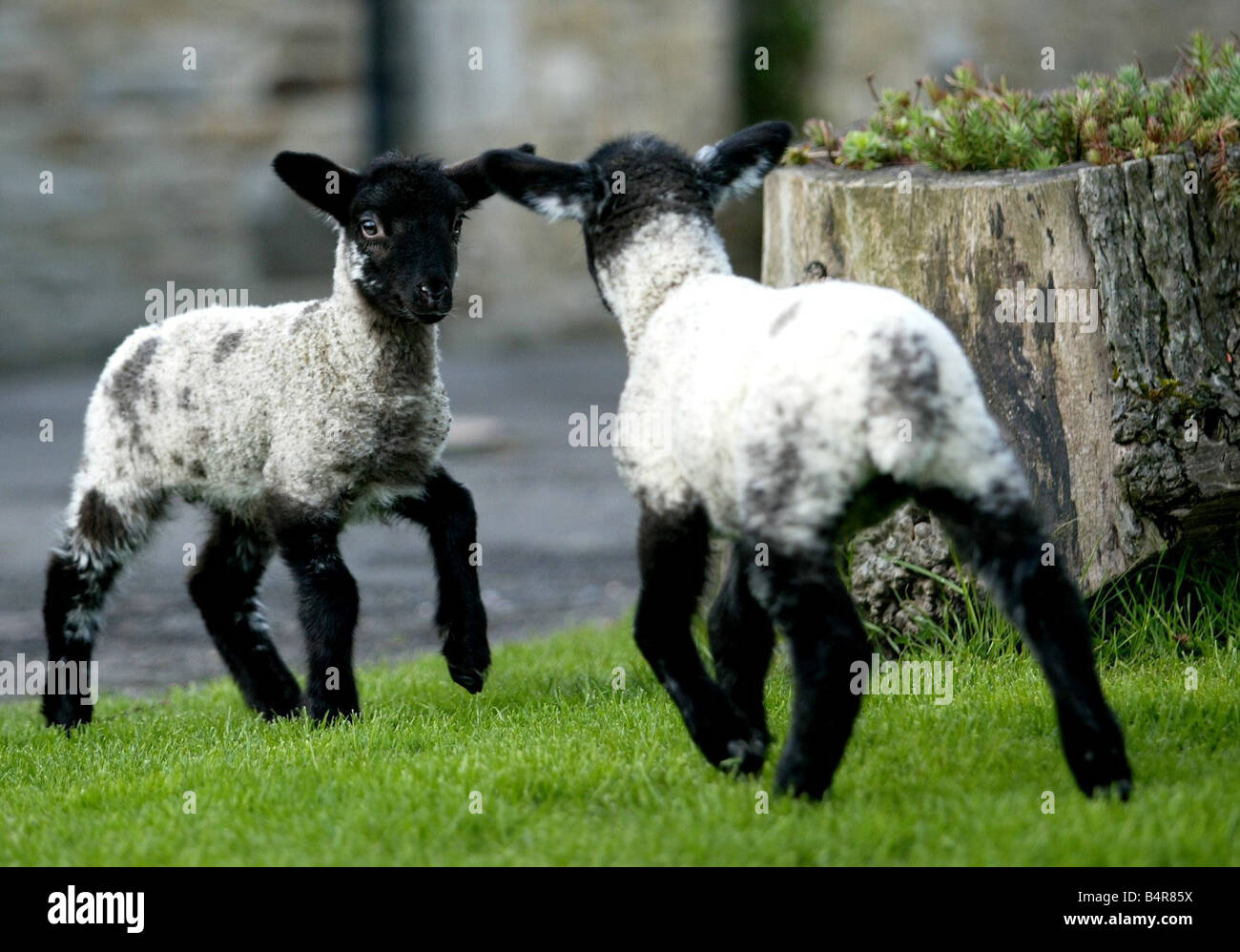Two lambs who were stuck in a pipe on Throstle Nest Farm Lanchester ...
