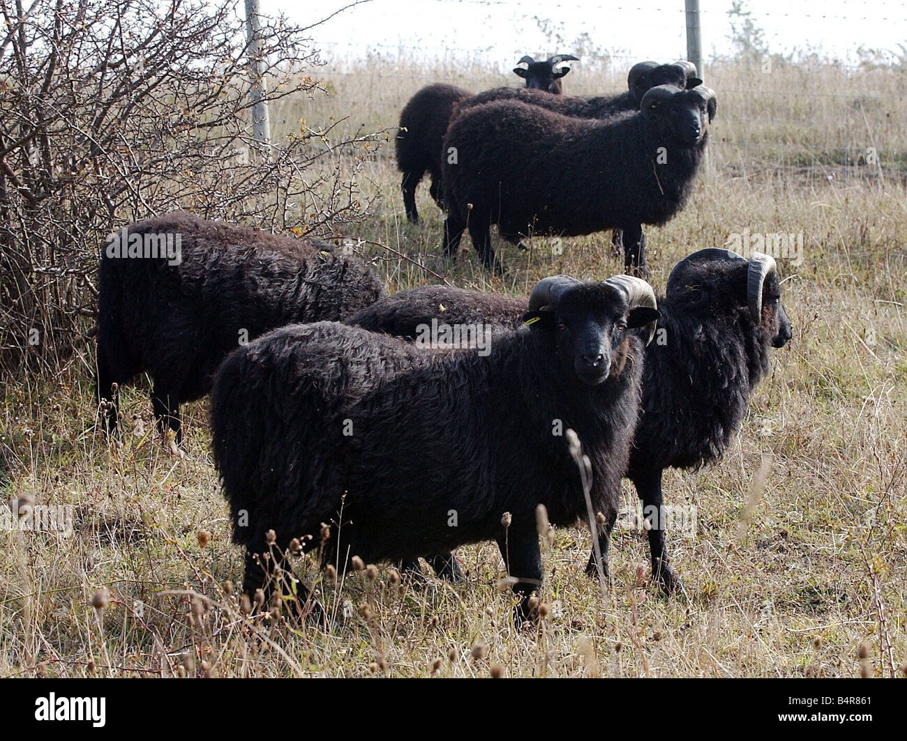 Sheep farming area hi-res stock photography and images - Alamy