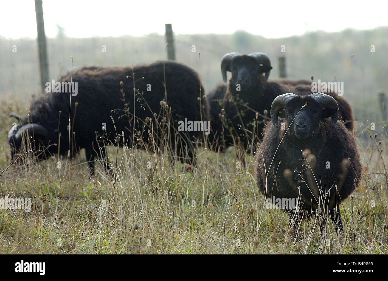 Sheep farming area hi-res stock photography and images - Alamy