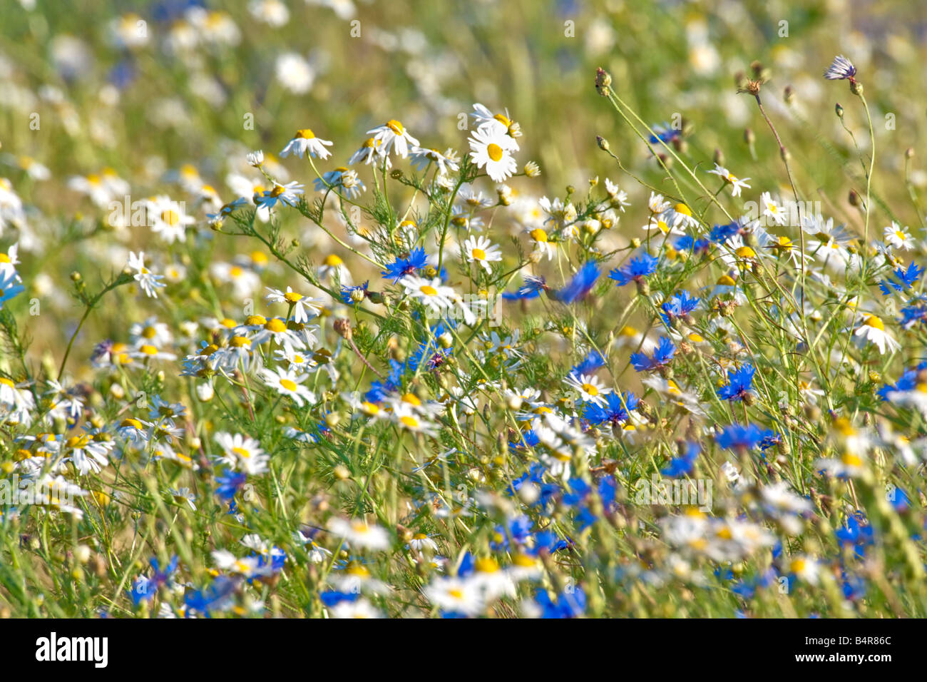 FIELD OF WILD FLOWERS Stock Photo - Alamy