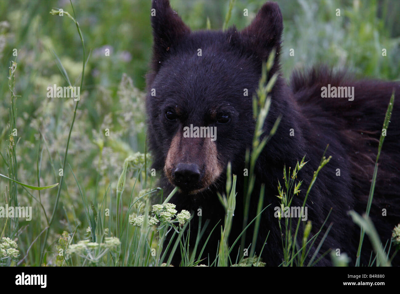 Black Bear cub Ursus americanus exploring and hunting for food in tall ...