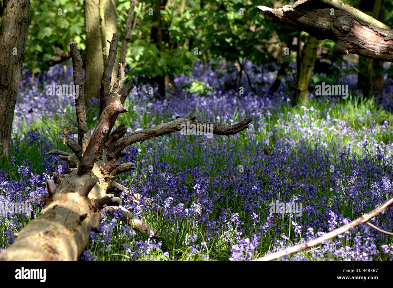 Bulbous tree hi-res stock photography and images - Alamy