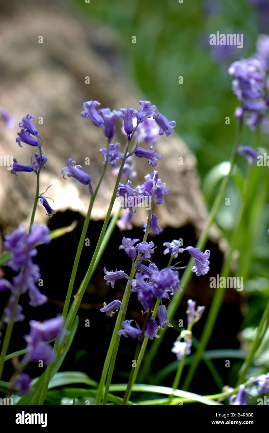 A common bluebell in Belhus Woods Stock Photo - Alamy