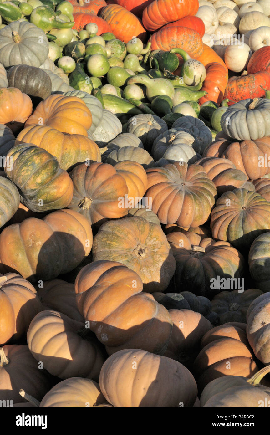 Spectacular array of different sizes and colors of pumpkins Stock Photo ...