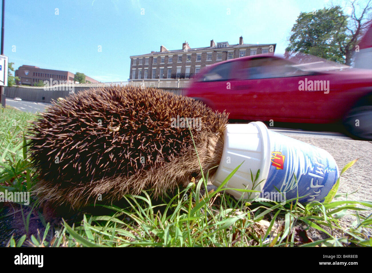 A Hedgehog enjoying an ice cream Stock Photo - Alamy