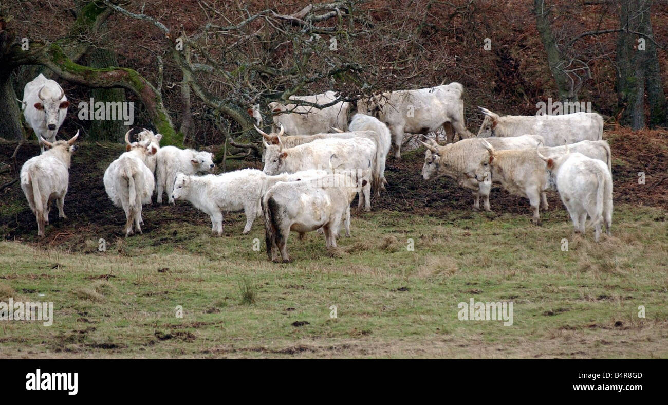 White Chillingham Cattle Stock Photo - Alamy