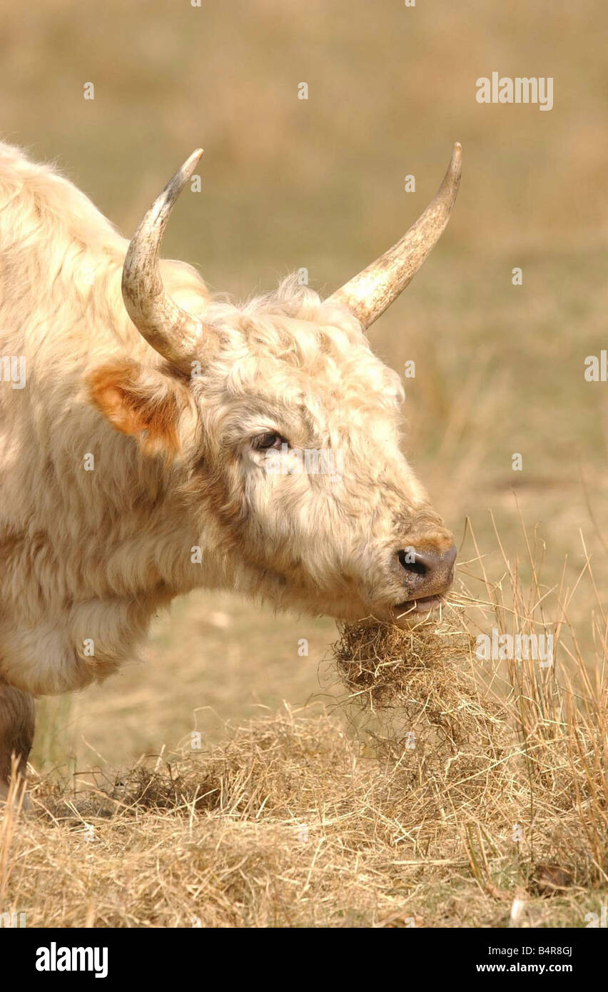 Chillingham bull hi-res stock photography and images - Alamy