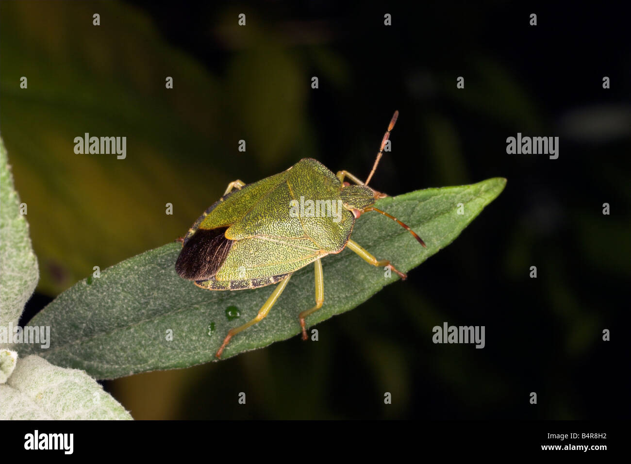 Buddleia leaf hi-res stock photography and images - Alamy