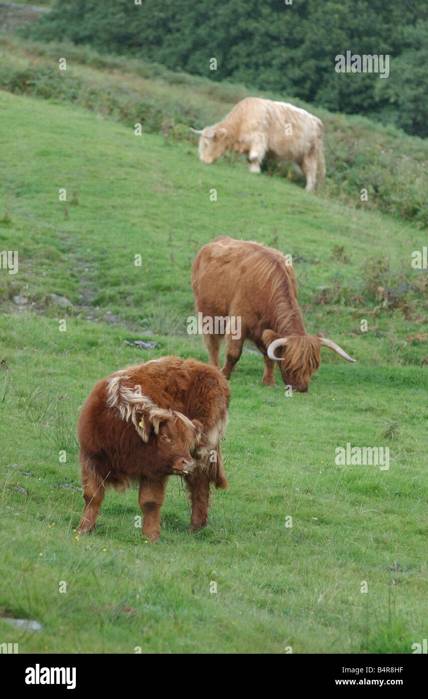 Highland Cattle grazing Stock Photo - Alamy