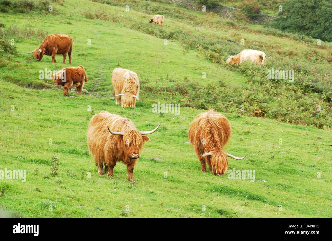 Highland Cattle grazing Stock Photo - Alamy