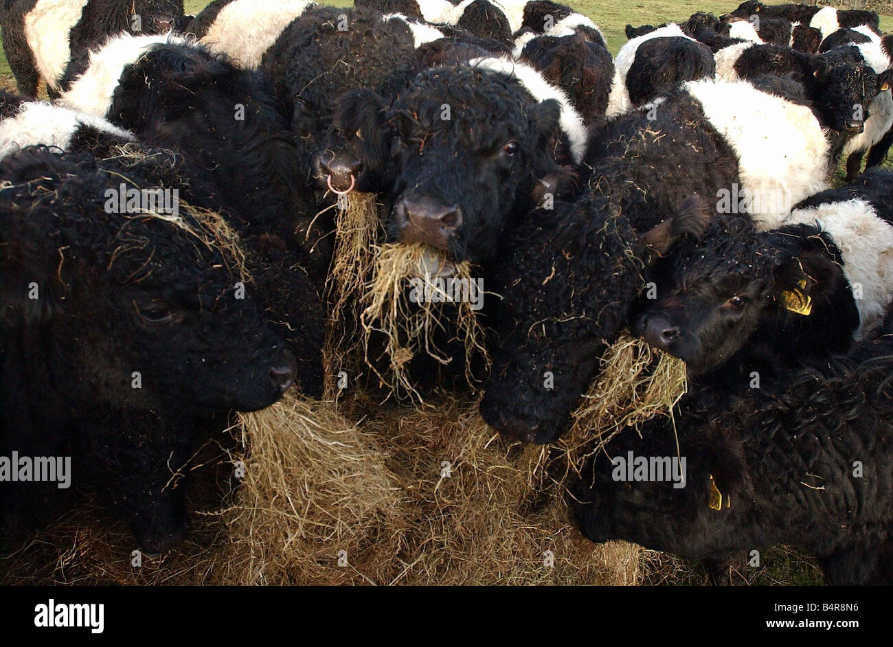 Rare breed of Belted Galloway Cattle 01 06 01 Stock Photo - Alamy