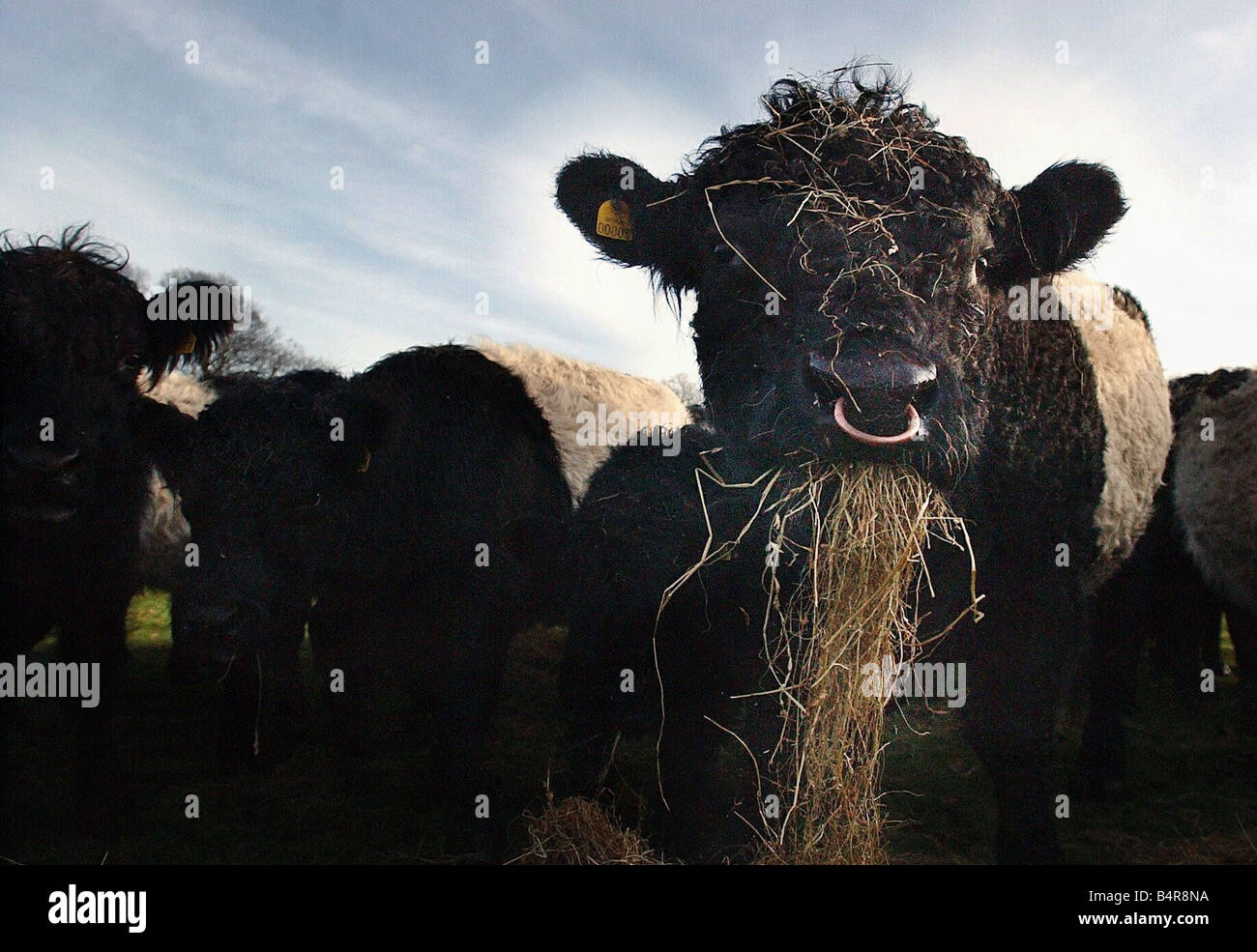 Rare breed of Belted Galloway Cattle 01 06 01 Stock Photo - Alamy