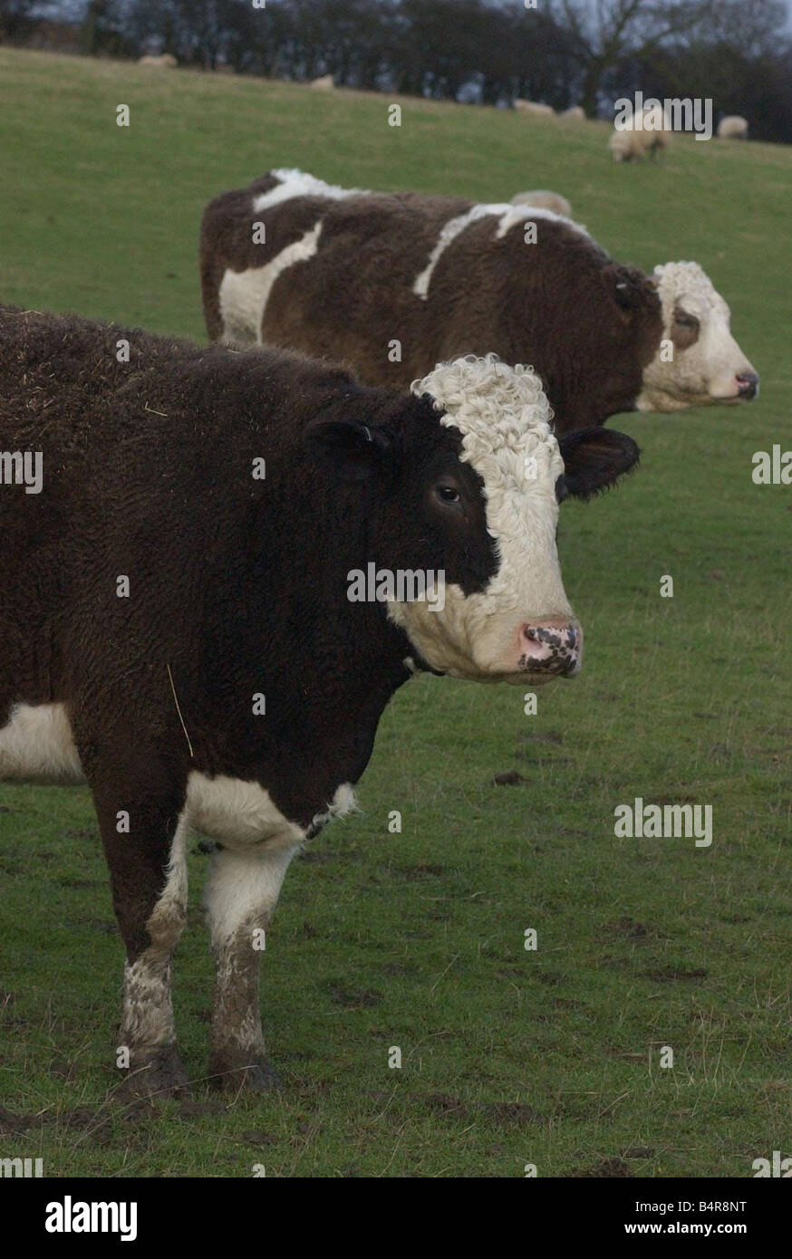 Sheep cows cow hi-res stock photography and images - Alamy