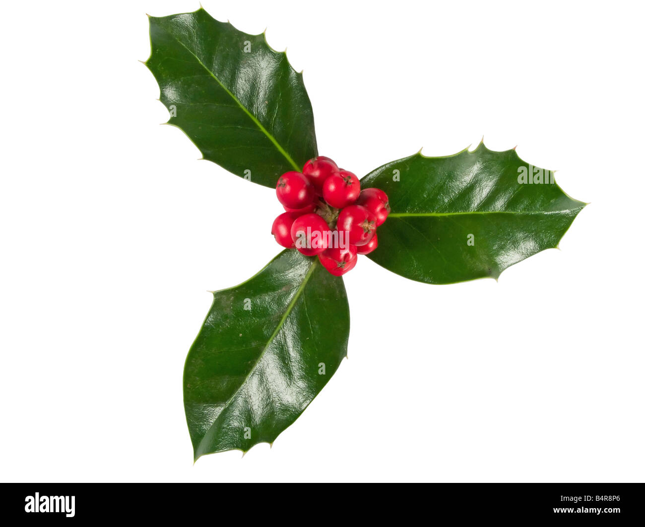 Holly Berry isolated on a white background Stock Photo - Alamy