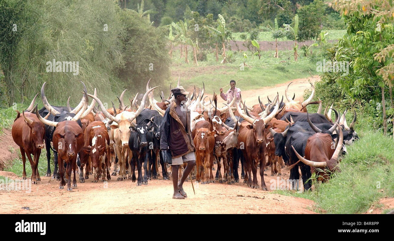A series of pictures of Uganda Cattle being driven Rwandan border ...